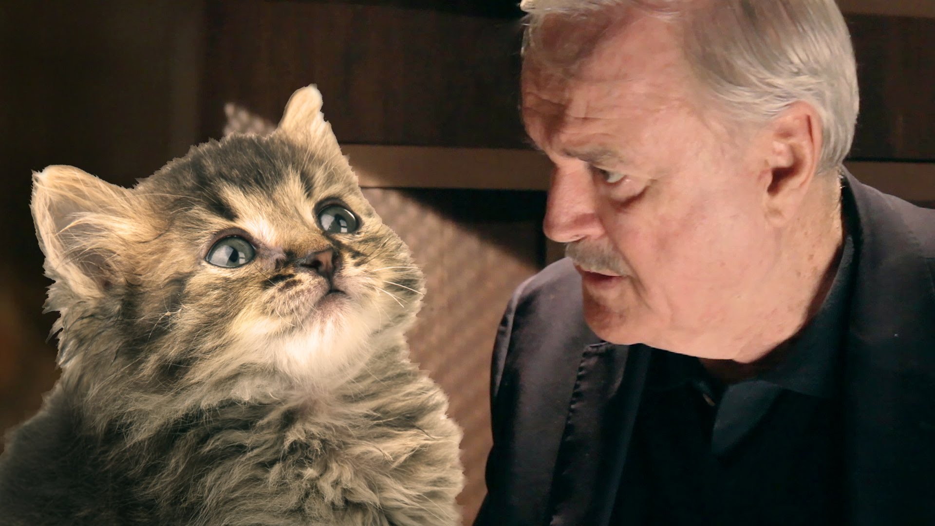 John Cleese's Cat Confessions