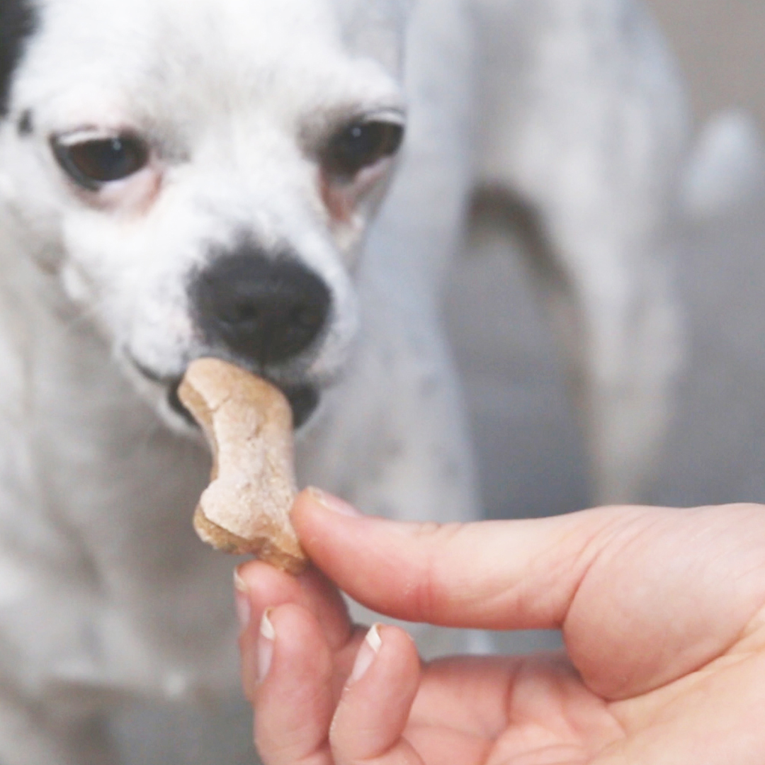 Dog Biscuits 4 Ways