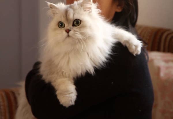 The Life of a Working Cat Actor