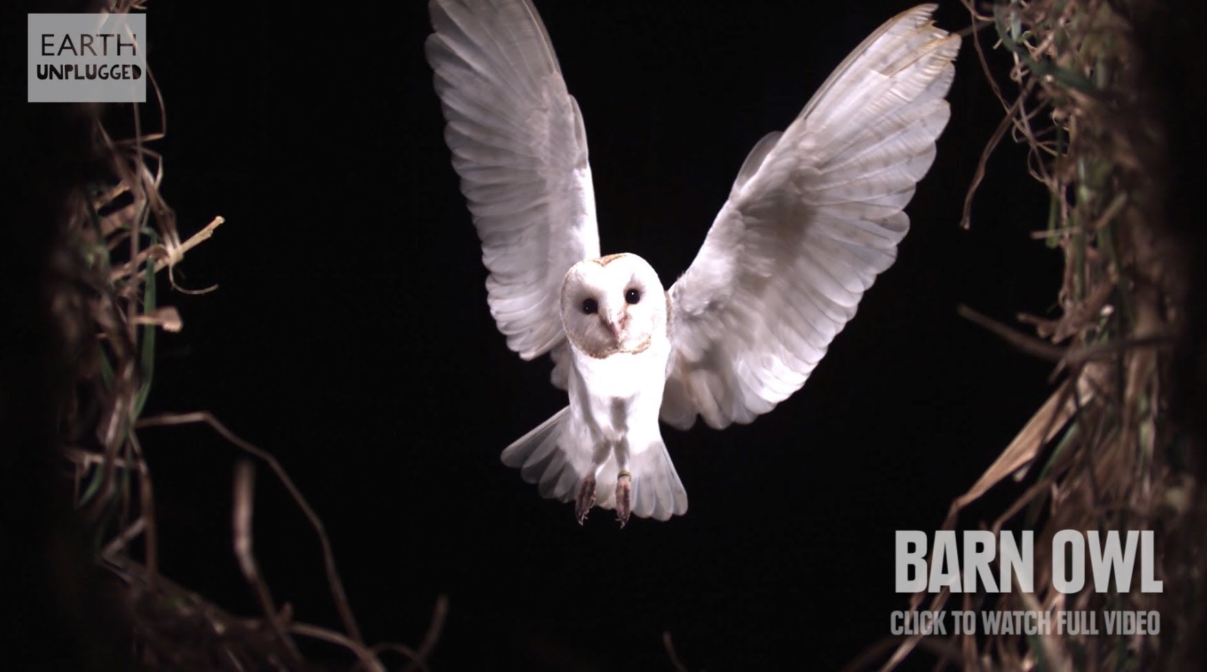 Unbelievable Slow Motion Clips From Earth Unplugged Vol. 2