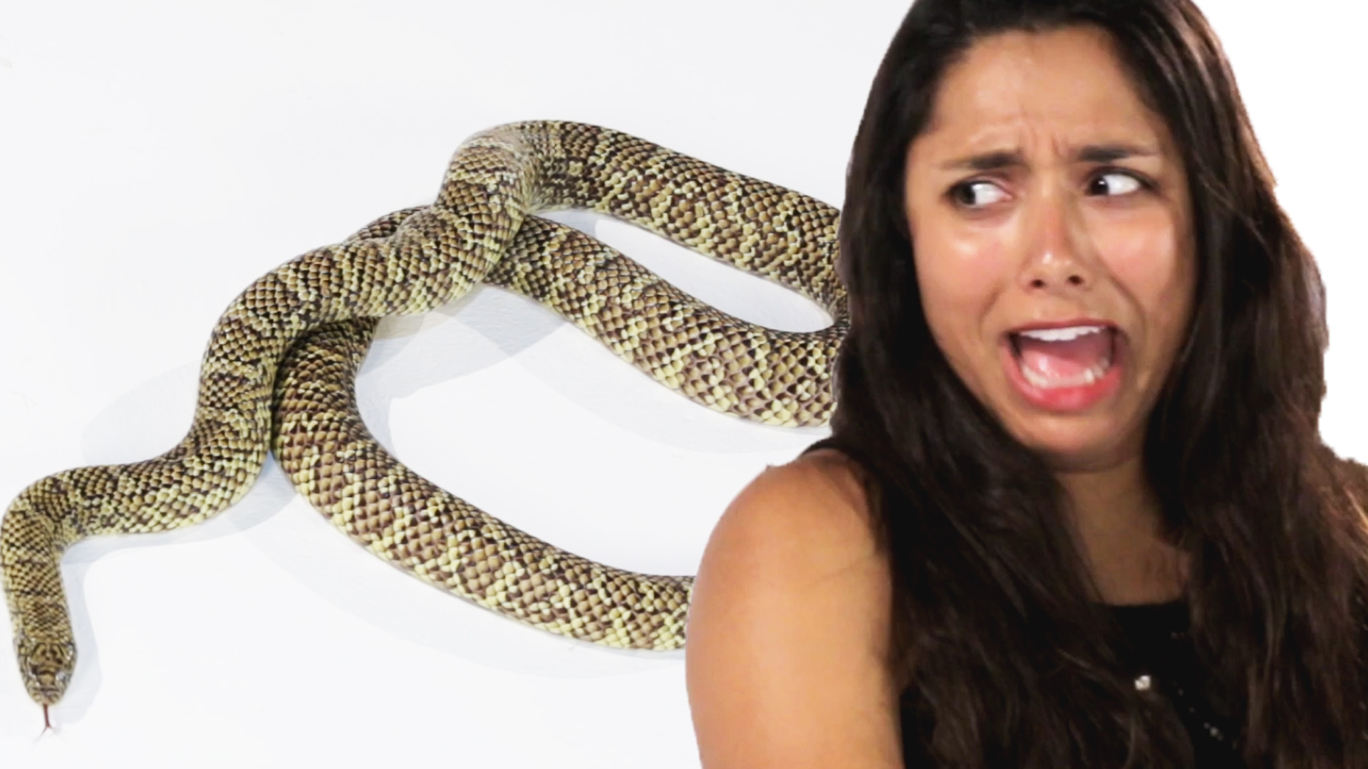 People Face Their Fear Of Snakes