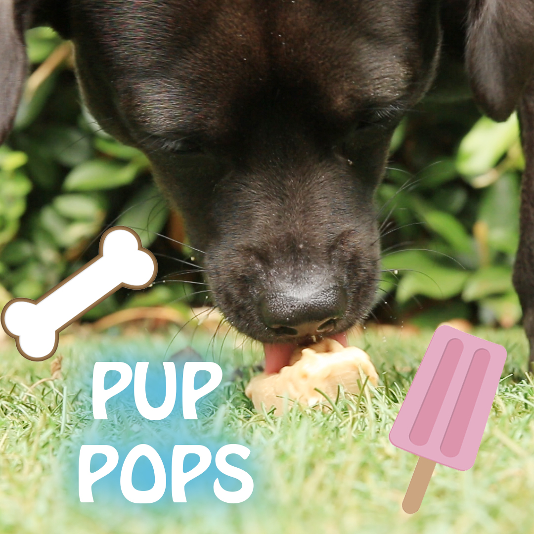“Pupsicles” 4 Ways