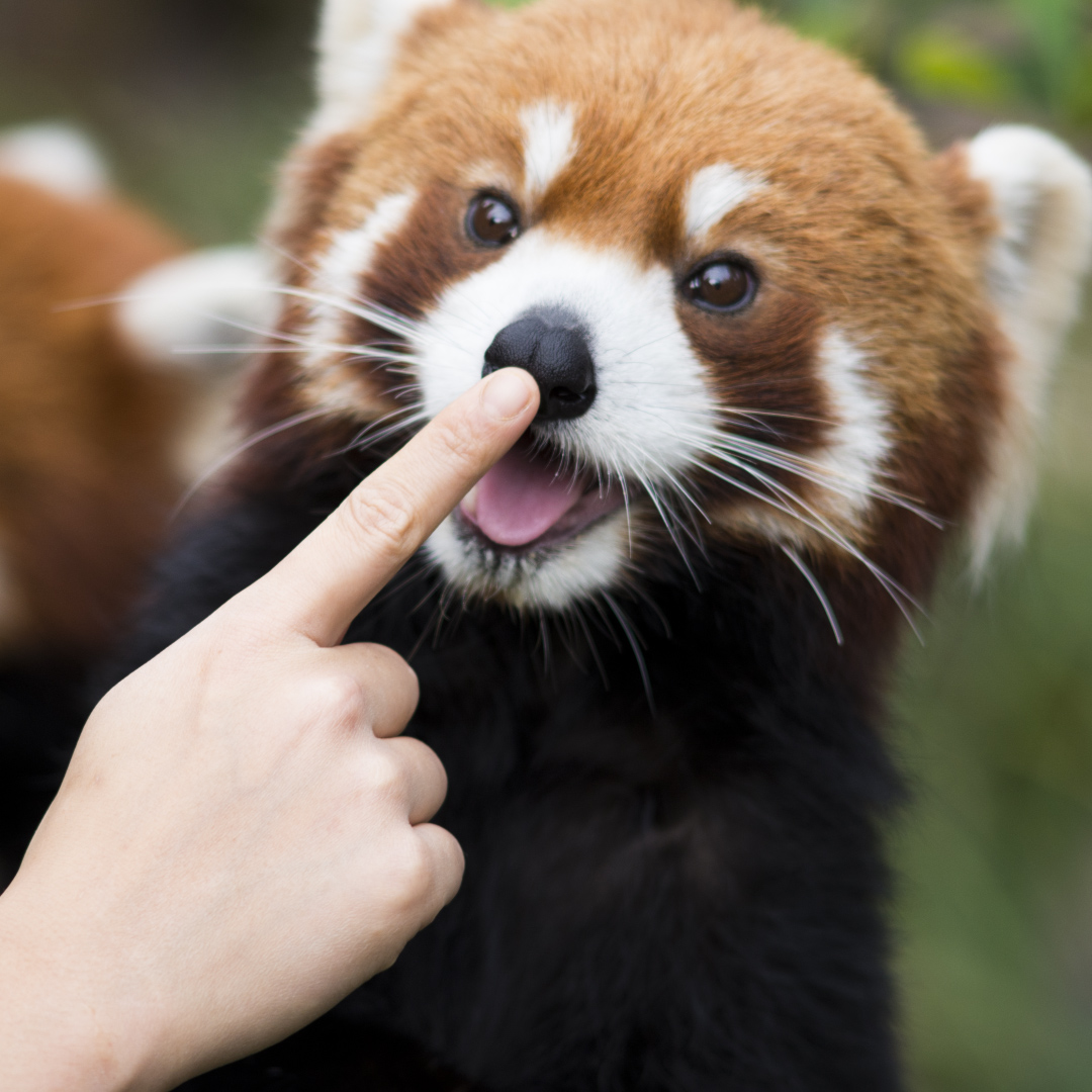 7 Cute Animals That Might Go Extinct